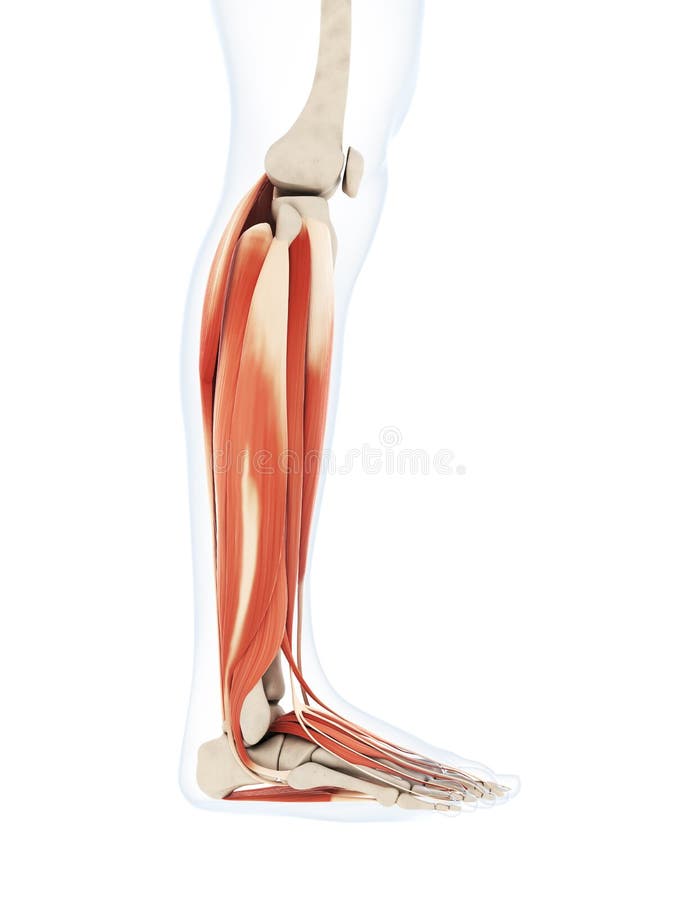 The lower leg muscles stock illustration. Illustration of graphic ...