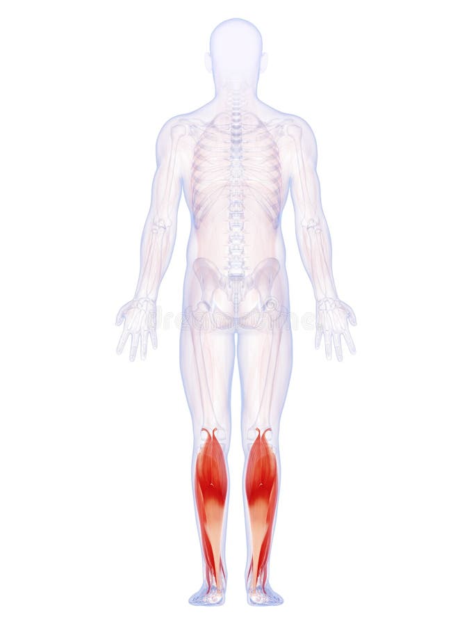 The lower leg muscles stock illustration. Illustration of muscle - 34165451