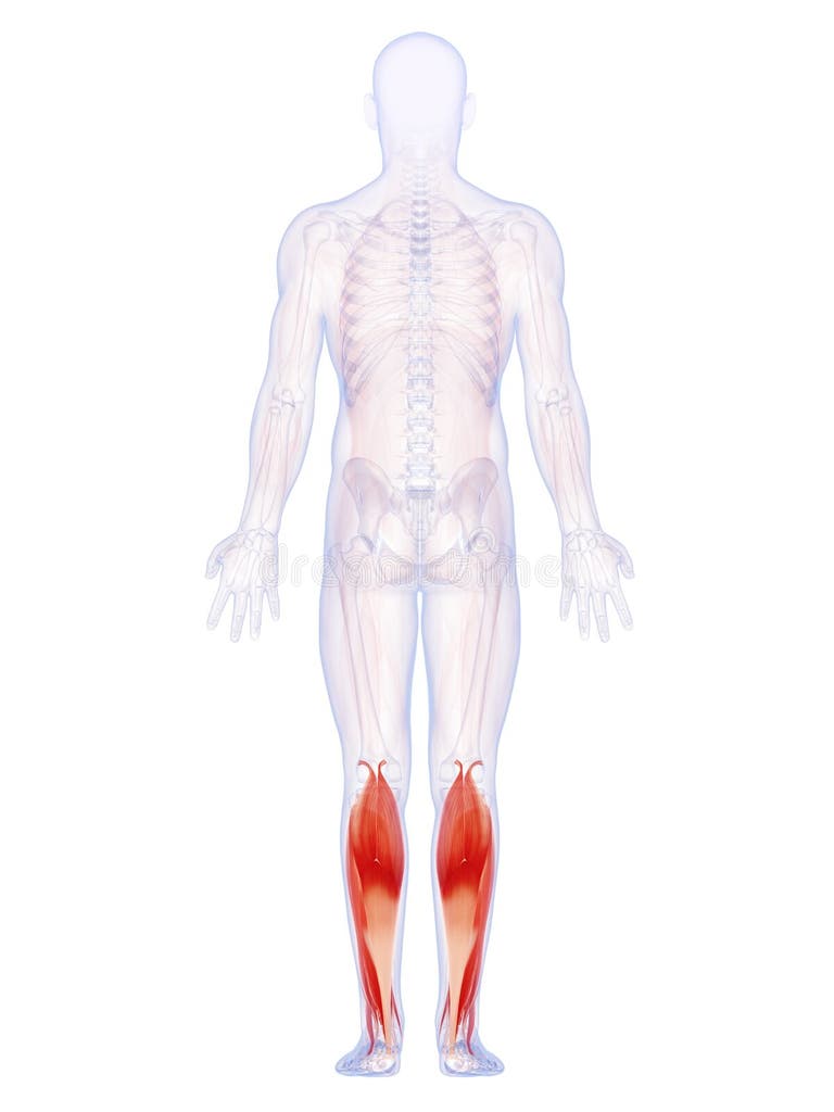 Muscles Leg Man Anatomy Stock Illustrations – 422 Muscles Leg Man ...