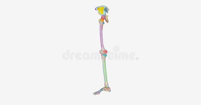 The Lower Limb Bony Landmarks Stock Illustration - Illustration of ...