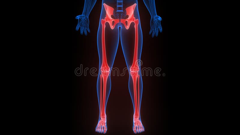 Lower Limbs Bone Joints of Human Skeleton System Anatomy X-ray 3D ...