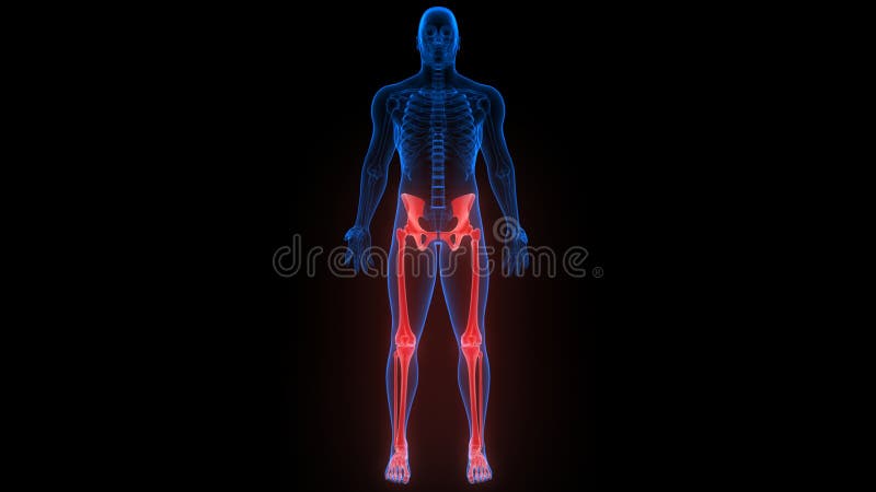 Lower Limbs of Human Skeleton System Anatomy X-ray 3D Rendering Stock ...