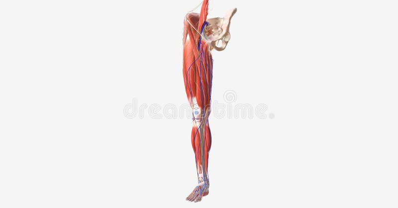 The Lower Limbs are Symmetrical, Appendicular Structures that Ar Stock ...