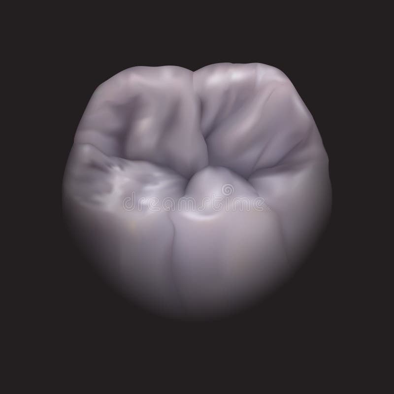 Lower molar tooth,eps 10. stock vector. Illustration of teeth - 52066728