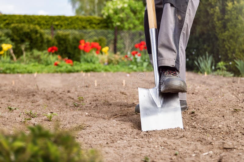 Spade Digging into the Soil of a Large Bed in a Garden Stock Image ...