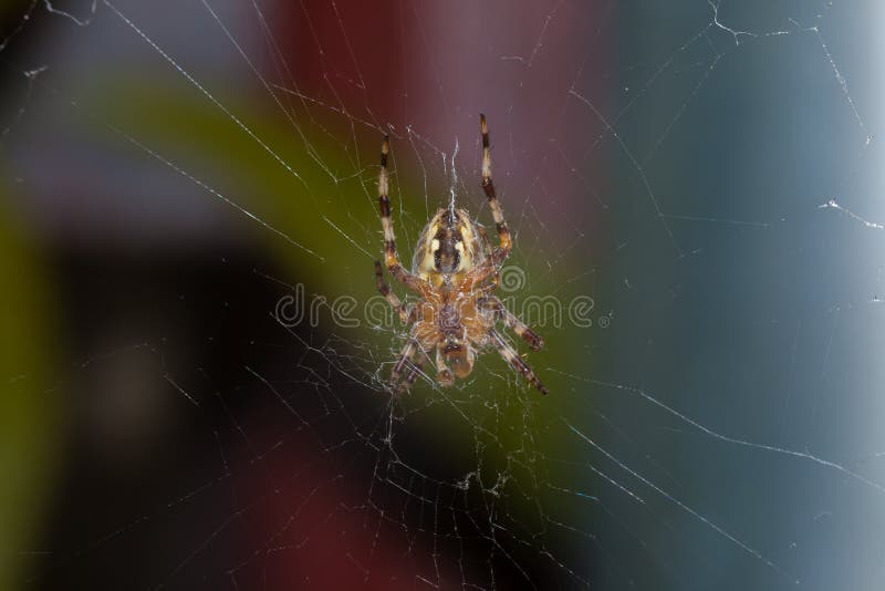 The Lower Part of the Spider, Around it is a Web Stock Photo - Image of ...