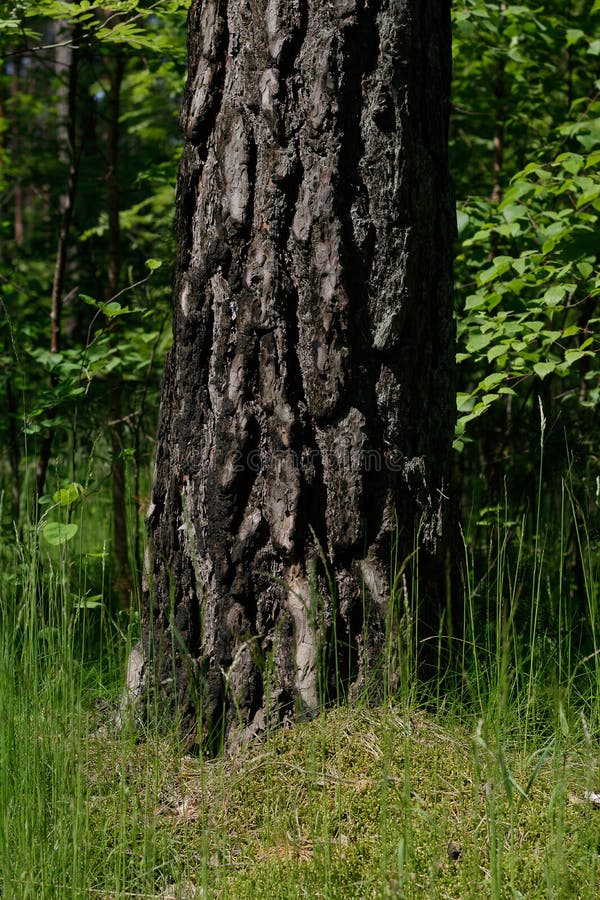 The Lower Part of the Tree Trunk Stock Image - Image of nature ...