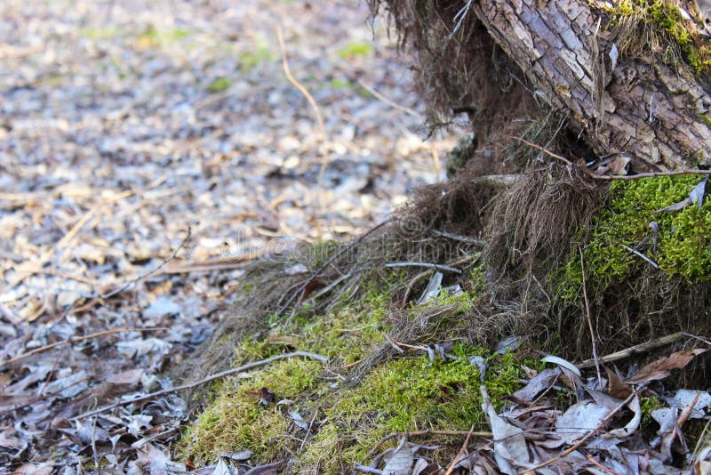 The Lower Part of the Tree Trunk. Stock Image - Image of lower, nature ...