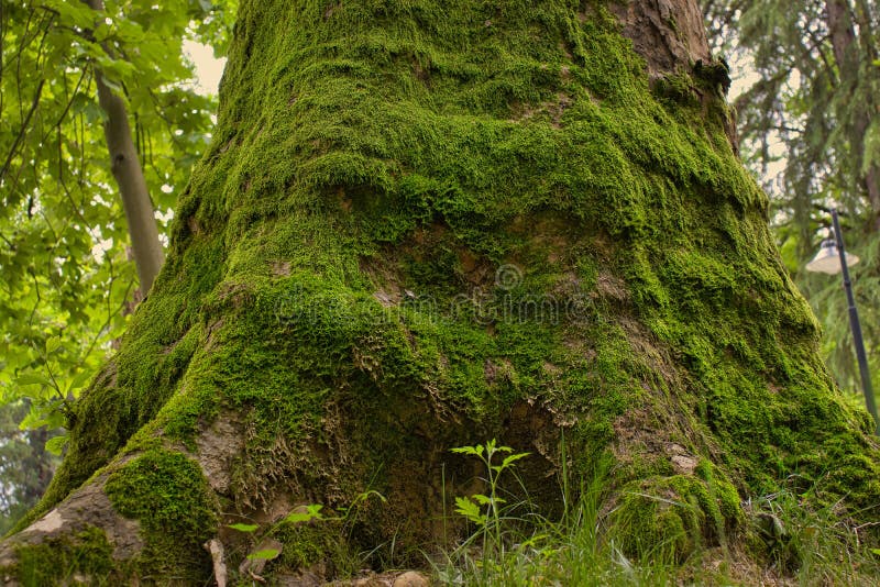 The Lower Part of the Tree Trunk Overgrown with Moss. Stock Image ...