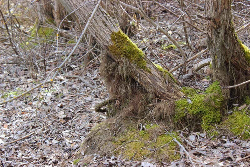 The Lower Part of the Tree Trunks with Roots and Moss. Stock Image ...