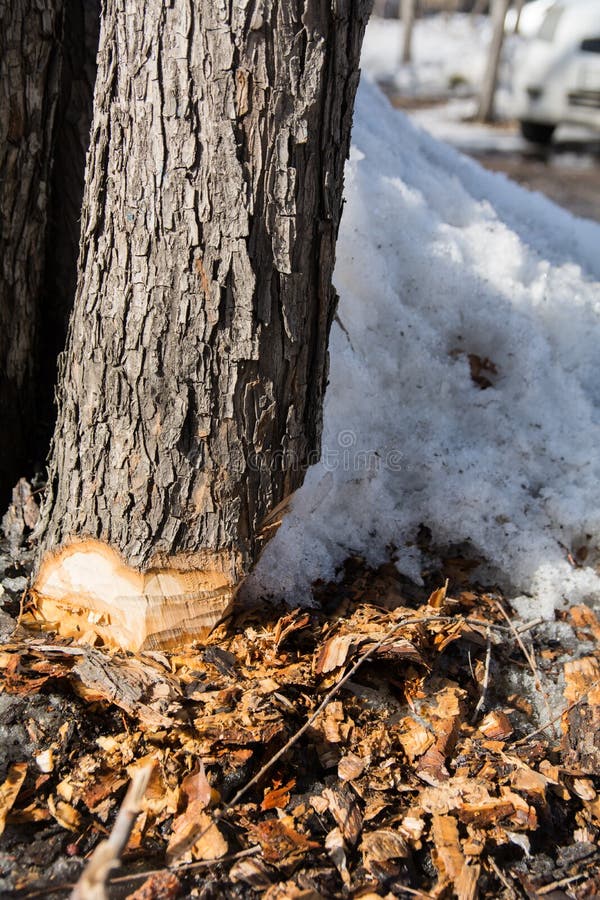 Lower Part of the Trunk of a Tree Cut Off by an Ax and Chips Around ...