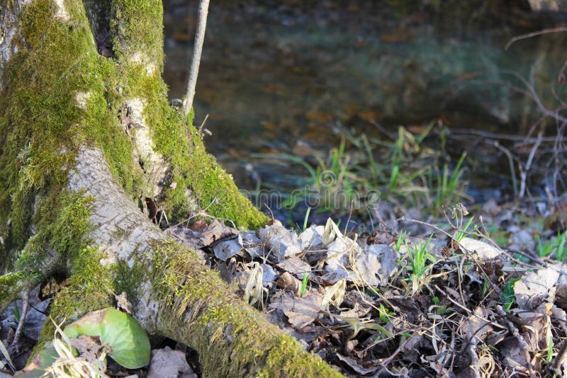 The Lower Parts of Trees with Roots in the Form of Chicken Legs. Stock ...