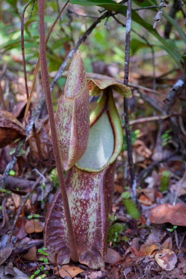 There are Several Variations in the Size of the Nepenthes Rafflesiana ...