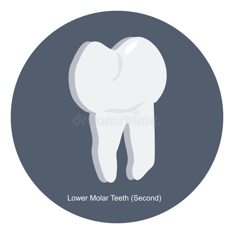 Dental1 stock vector. Illustration of teeth, molar, second - 190679733