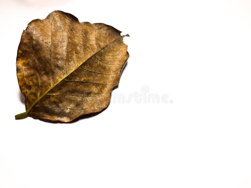 Lower Side or Backside of Dry Leaf Stock Image - Image of brown ...