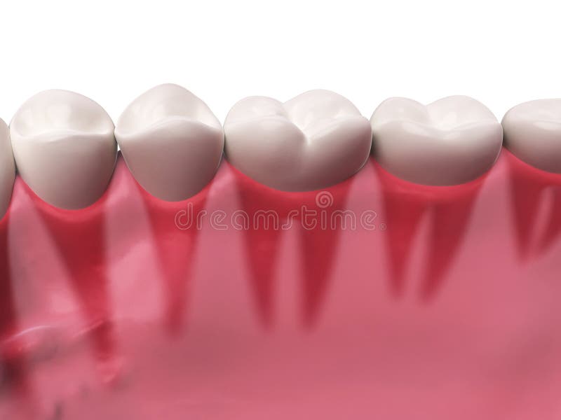 Teeth or Dentures. Open Human Mouth Upper and Lower Jaw Stock ...