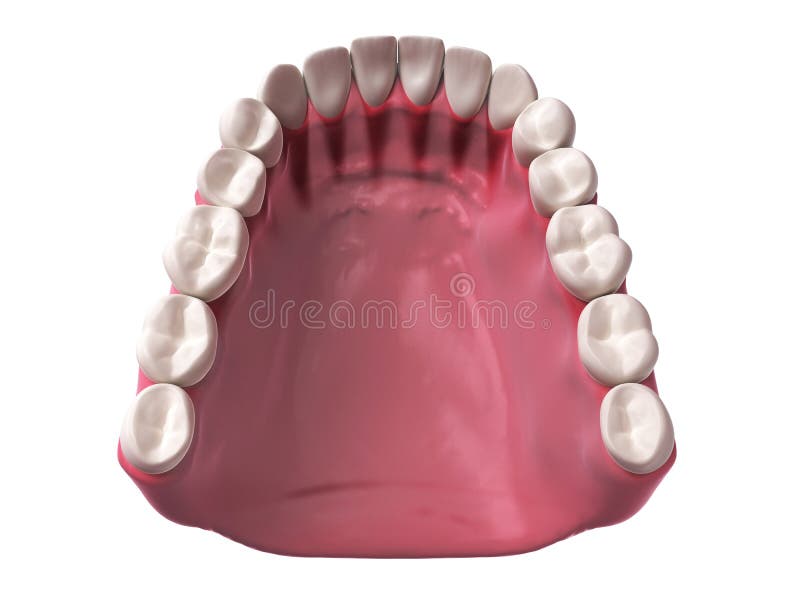 Teeth or Dentures on White. Open Human Upper and Lower Stock ...