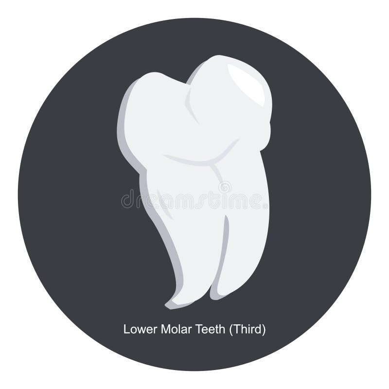 DENTAL1 stock vector. Illustration of lower, dental - 190680579