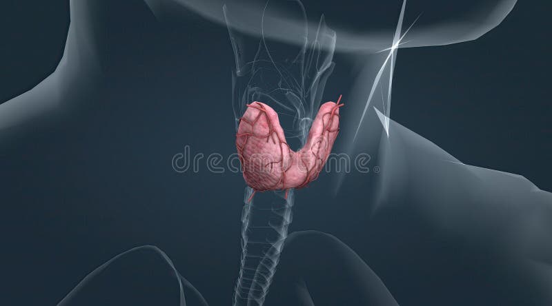 Thyroid Gland, is an Endocrine Gland in Vertebrates. in Humans it is in ...