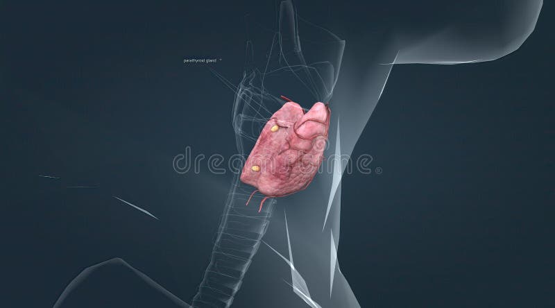 Thyroid Gland, is an Endocrine Gland in Vertebrates. in Humans it is in ...