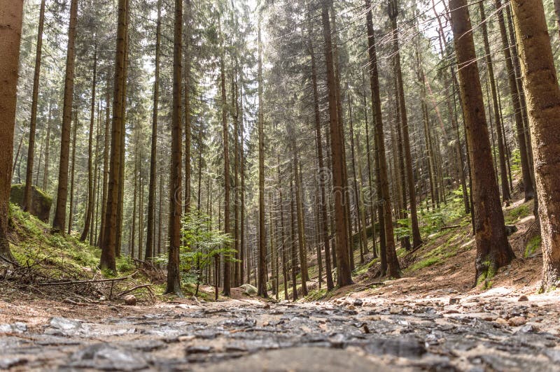 A Lower View of a Dense Forest Stock Image - Image of lower, nature ...
