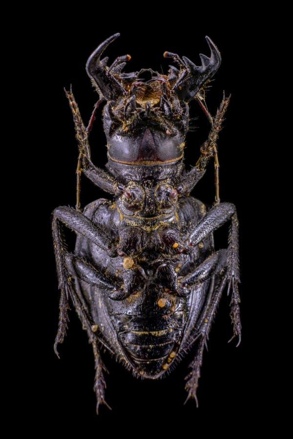 Manticora on the Black Background Stock Image - Image of light, details ...