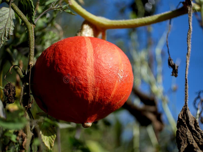 Potimarron squash stock photo. Image of harvest, berry - 258682800