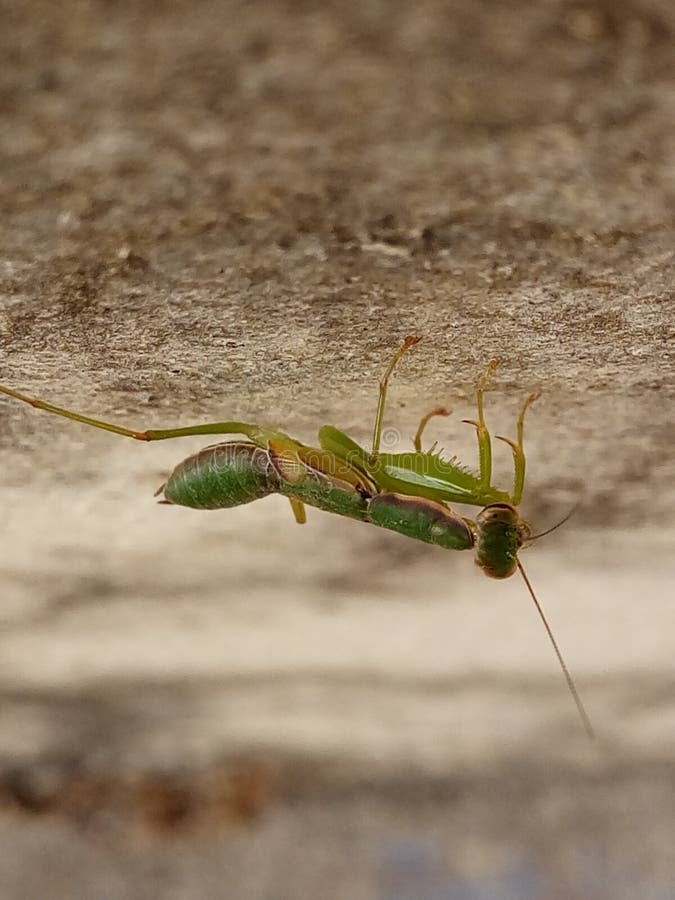Lower View of Small Creature Having Six Legs Stock Photo - Image of ...