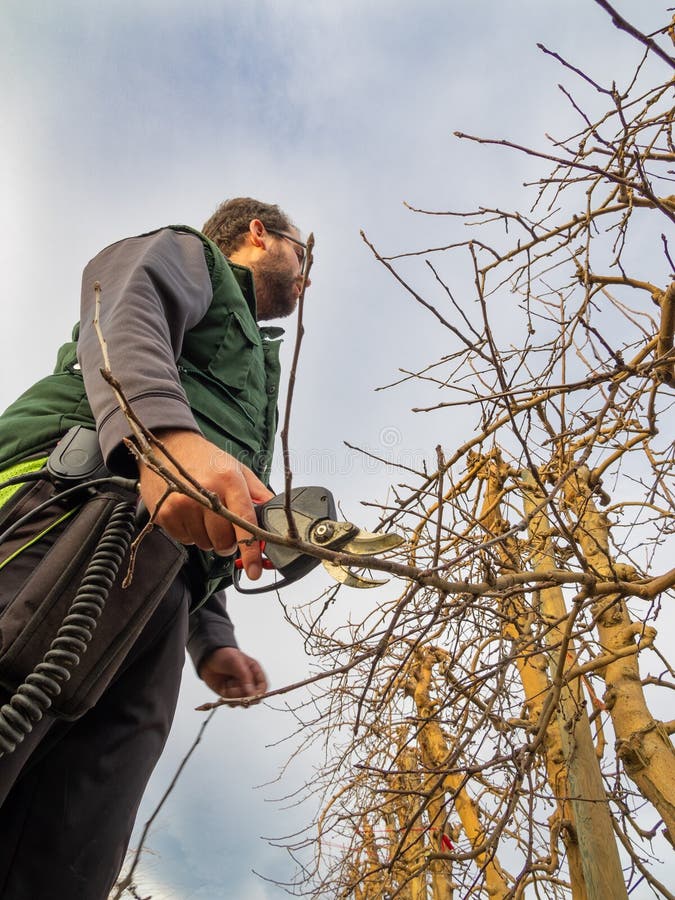 Lower View of Young Man in Straw Hat Pruning Fruit Trees in Winter with ...
