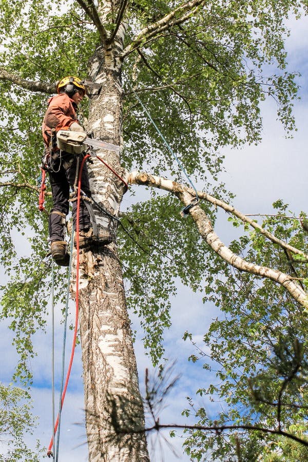 Lowering Branches of a Garden Plant of Milkweed with Small White ...