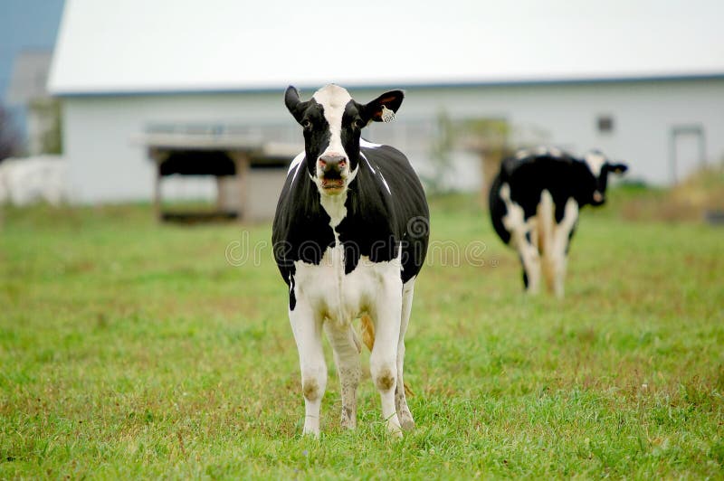 Lowing cow stock photo. Image of lowing, posing, holstein - 322562