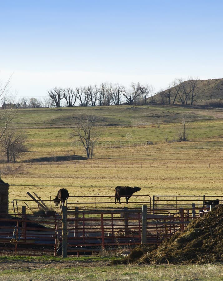 Lowing Cow at a Distance stock photo. Image of pasture - 23941640