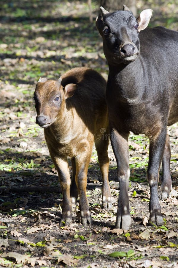 Lowland Anoa (Bubalus Depressicornis) Stock Image - Image of female ...