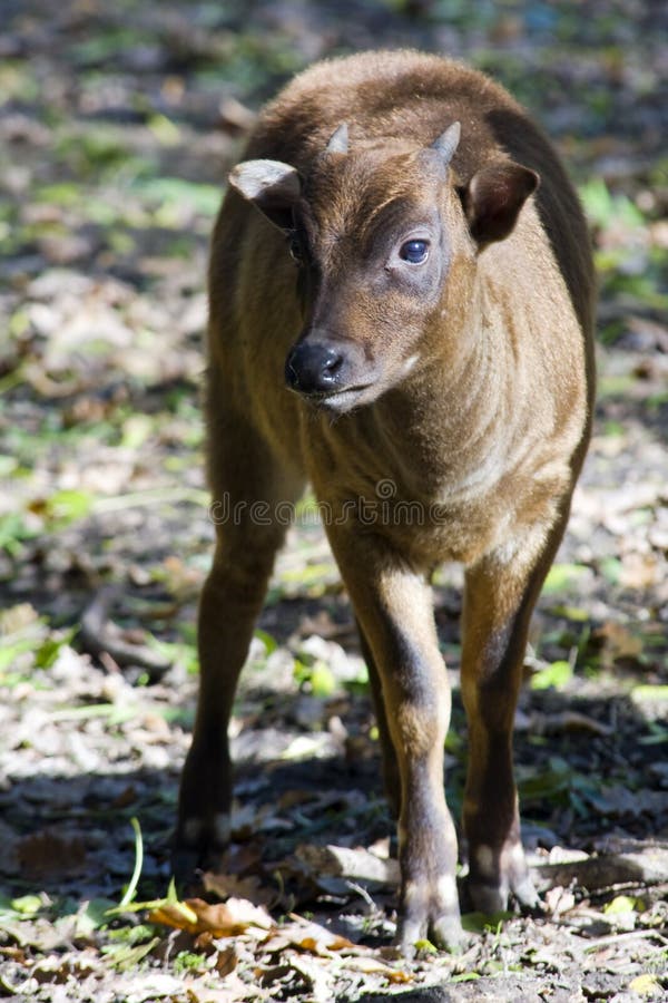 Lowland Anoa (Bubalus Depressicornis) Calf Stock Image - Image of ...