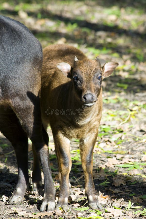 Lowland Anoa (Bubalus Depressicornis) Calf Stock Image - Image of ...