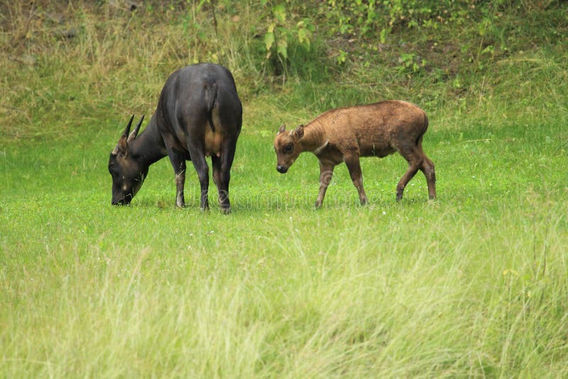 Lowland anoa stock photo. Image of depressicornis, anoa - 55660594