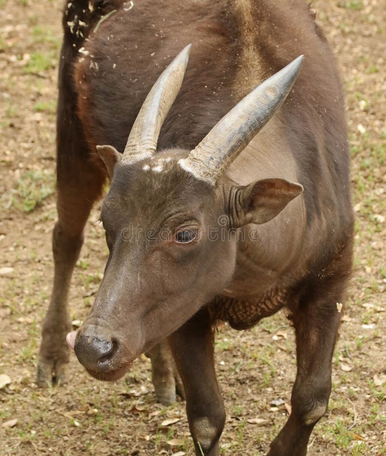 Lowland Anoa stock photo. Image of sapiutan, browsing - 90386762