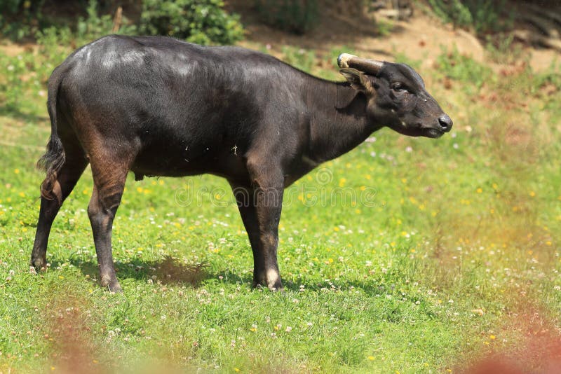 Lowland Anoa, Bubalus Depresicornis Stock Image - Image of nature, asia ...