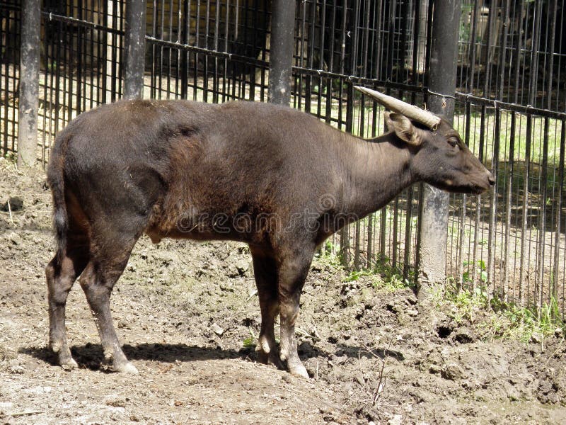 Lowland anoa in the zoo stock image. Image of lowland - 122696855