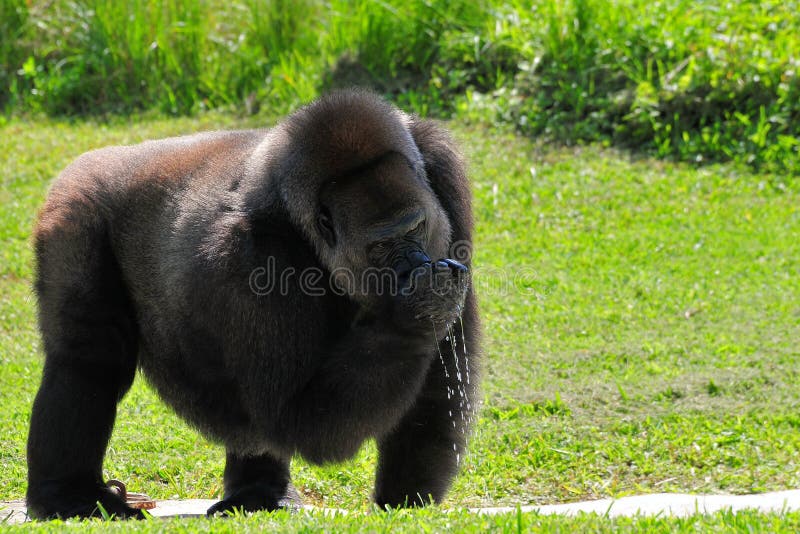 Gorilla drinking stock image. Image of intelligent, large - 29115421
