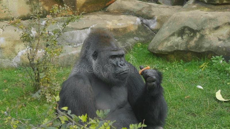Lowland Gorilla on the Epic Pose of Solving His Problems Stock Image ...