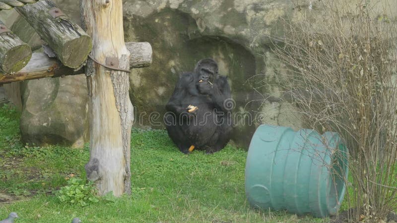 Lowland Gorilla on the Epic Pose of Solving His Problems Stock Footage ...