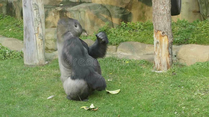Lowland Gorilla on the Epic Pose of Solving His Problems. Stock Video ...