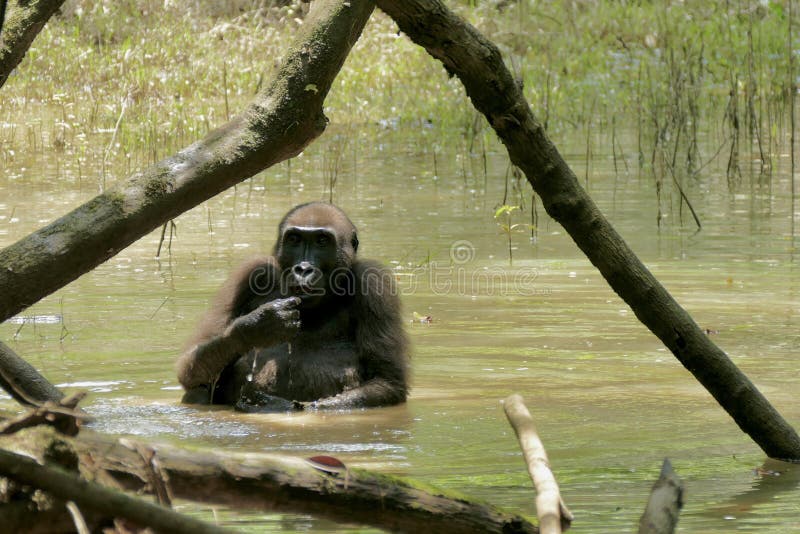 Lowland Gorilla Sitting and Drinking in River Stock Photo - Image of ...