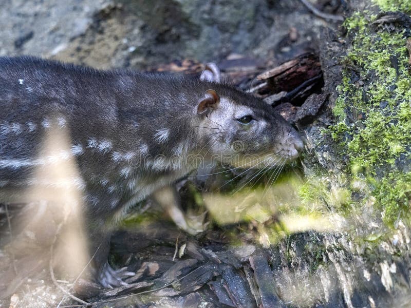 A Lowland Paca, Cuniculus Paca, Foraging in Dense Undergrowth Stock ...