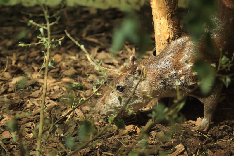 Lowland paca stock image. Image of branch, adult, american - 118603685