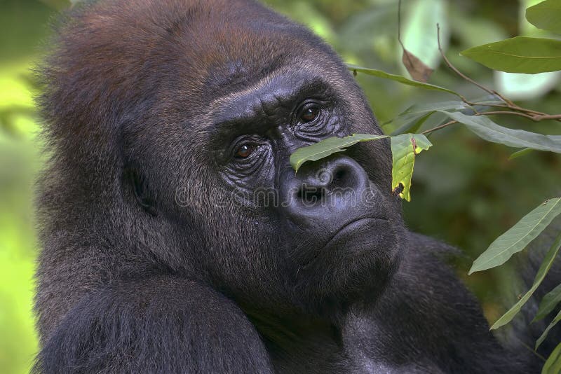 Lowland silverback gorilla stock photo. Image of animal - 297936378
