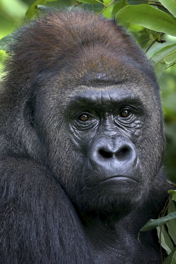 Lowland silverback gorilla stock photo. Image of gorilla - 297936626