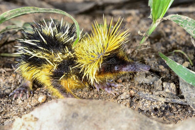 Lowland Streaked Tenrec , Andasibe Stock Photo - Image of looking ...