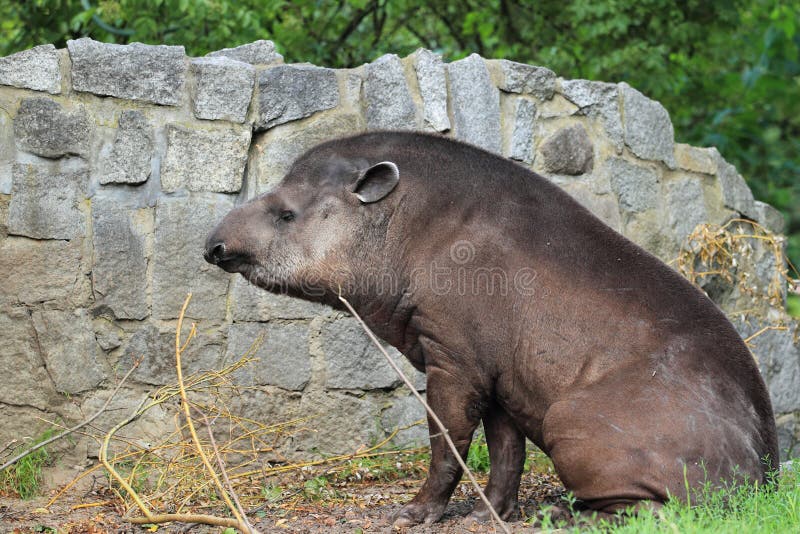 Tapir Sitting in Nature ,wildlife Scene from Tropical Nature,Tapir is a ...